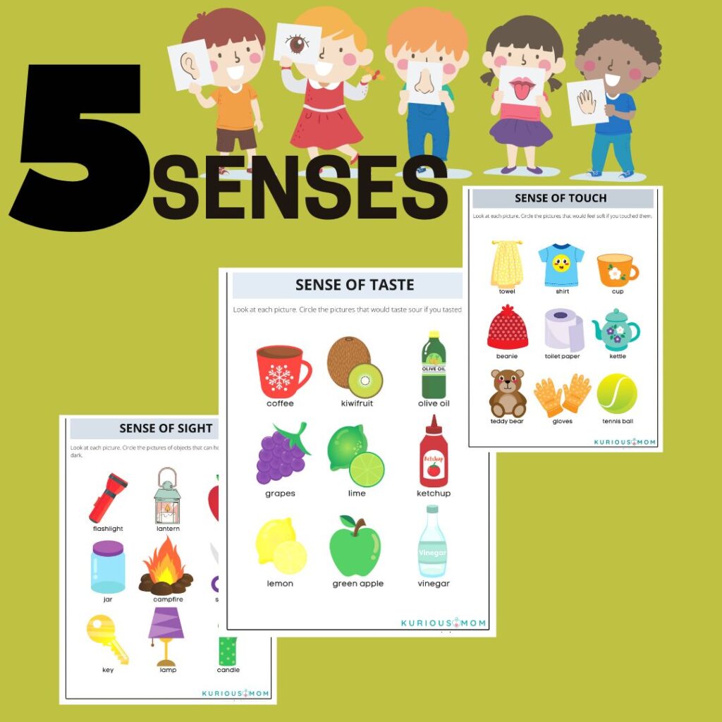 Sense Organs Worksheet: Circle the Correct Object - KuriousMom Shop
